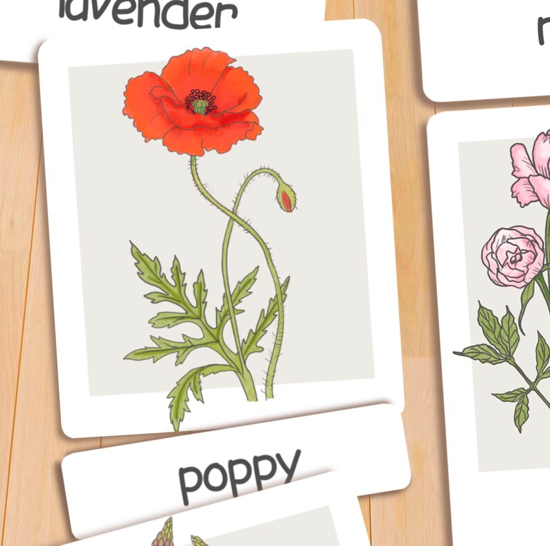 Flowers Flashcards Charlotte Mason Preschool Printables - Etsy Canada