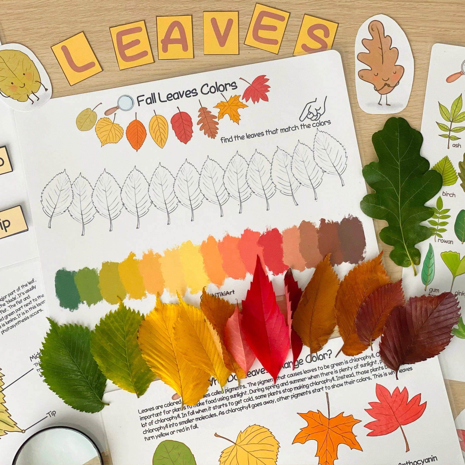 Leaves Unit Study Bundle Anatomy of a Leaf Charlotte Mason Nature Study ...