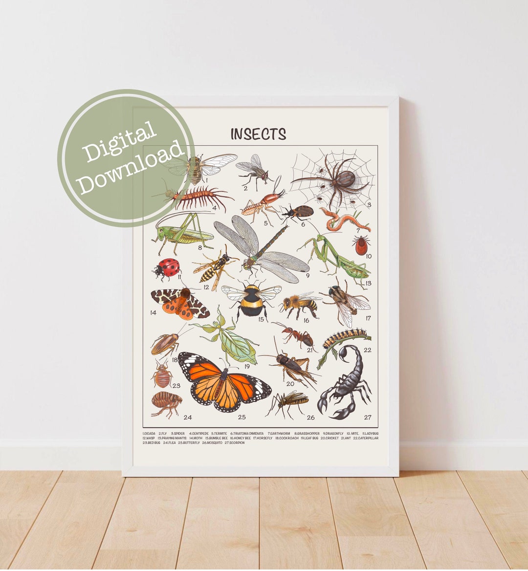 Insects Downloadable Prints Montessori Educational Poster Homeschool ...