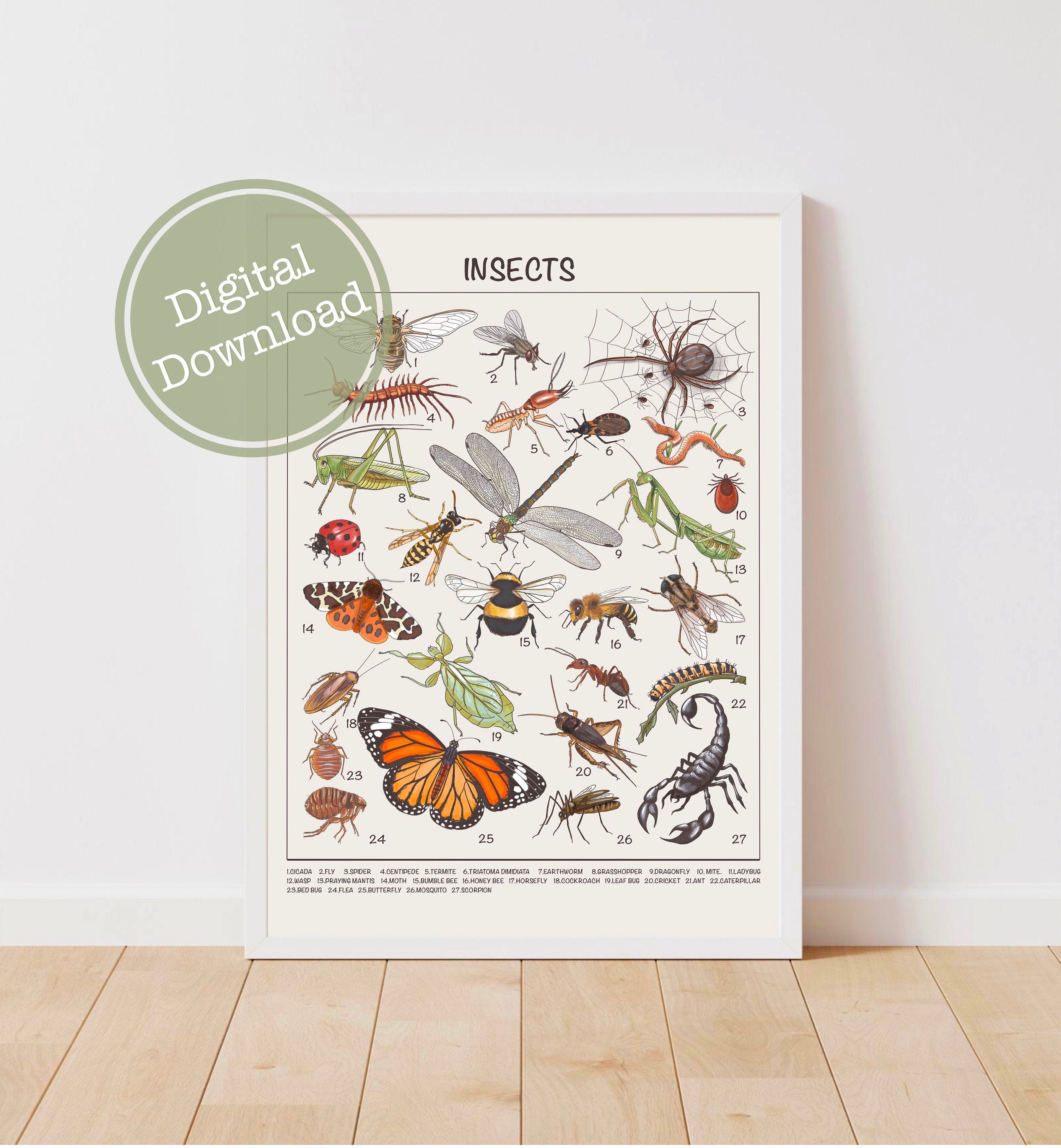 Insects Downloadable Prints Montessori Educational Poster | Etsy
