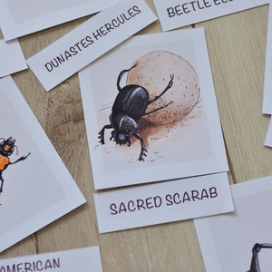 Beetles Flashcards, Homeschool Montessori Materials, Printable Toddler ...