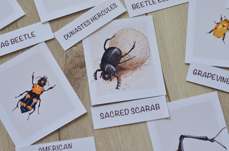Beetles Flashcards Homeschool Montessori Materials Printable - Etsy