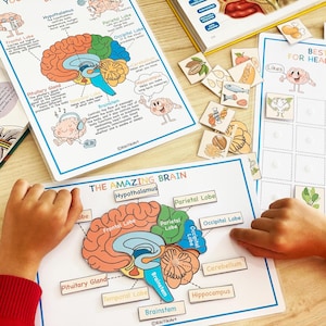 Human Anatomy Busy Book for Kids Printable Preschool Worksheets ...