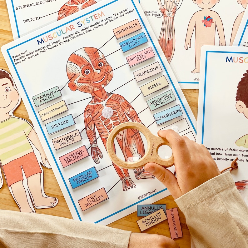 Muscular System Learning Bundle Human Anatomy Activity About - Etsy