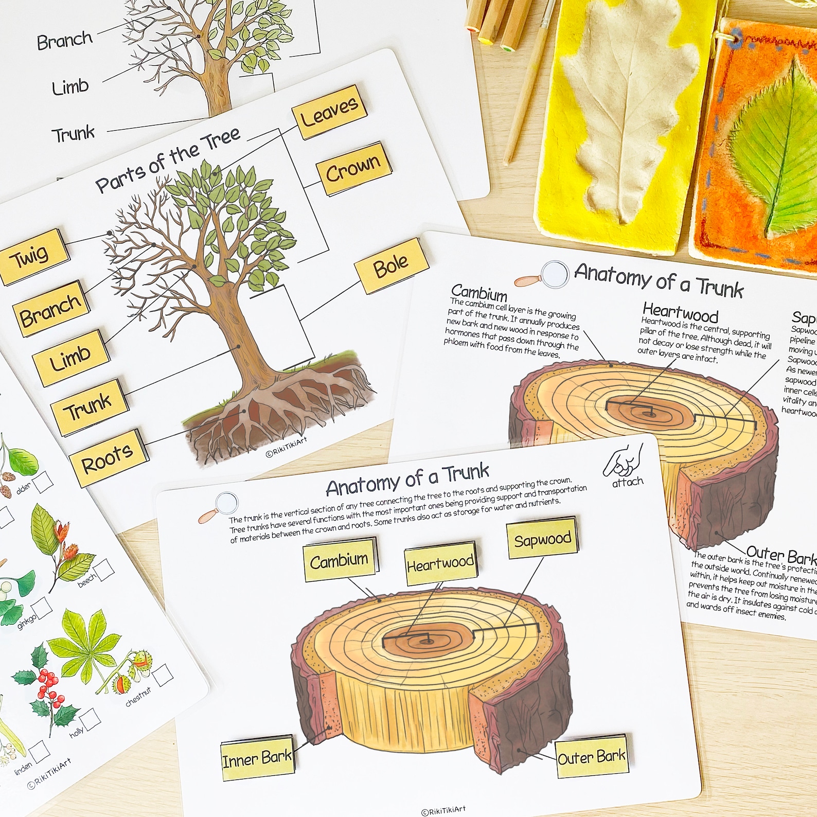 Tree Unit Study Bundle Charlotte Mason Anatomy of a Tree Nature Study ...
