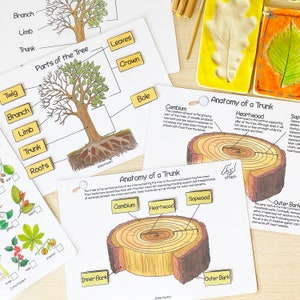 Tree Unit Study Bundle Charlotte Mason Anatomy of a Tree Nature Study ...