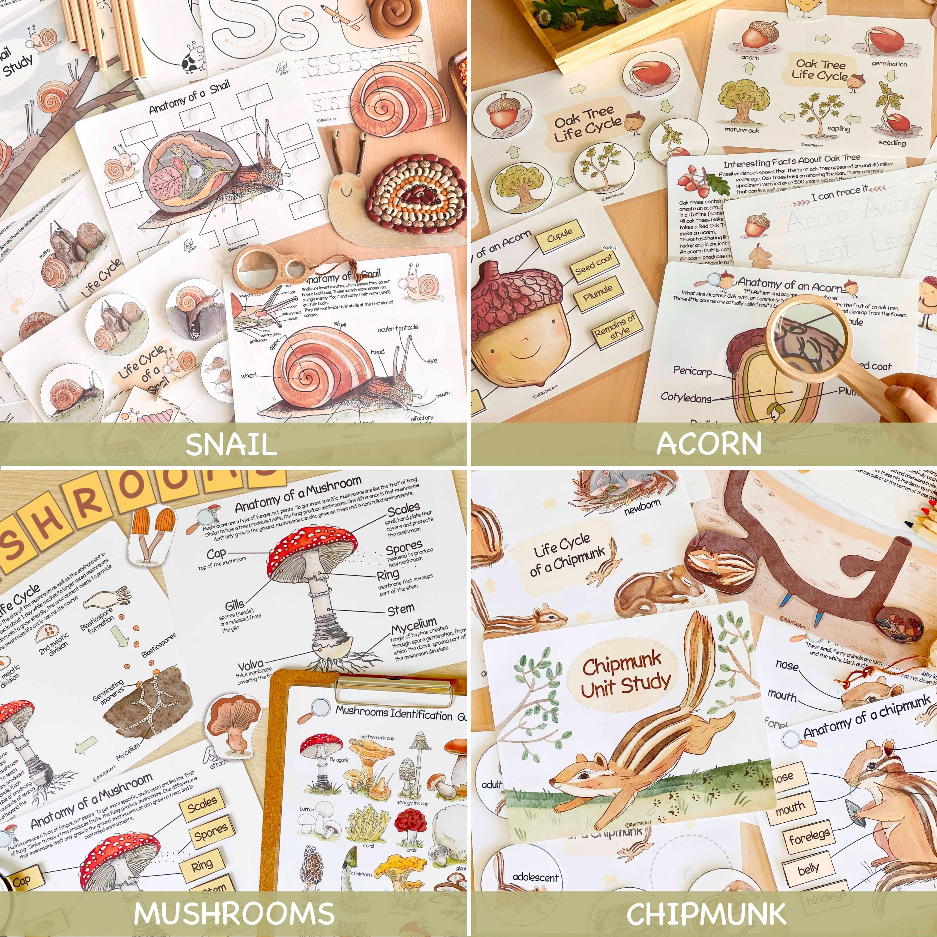 27 Unit Studies MEGA BUNDLE Homeschool Printable Charlotte Mason ...