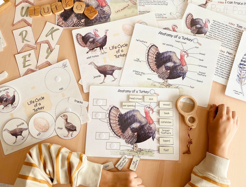 Turkey Unit Study Fall Homeschool Learning Materials Charlotte - Etsy