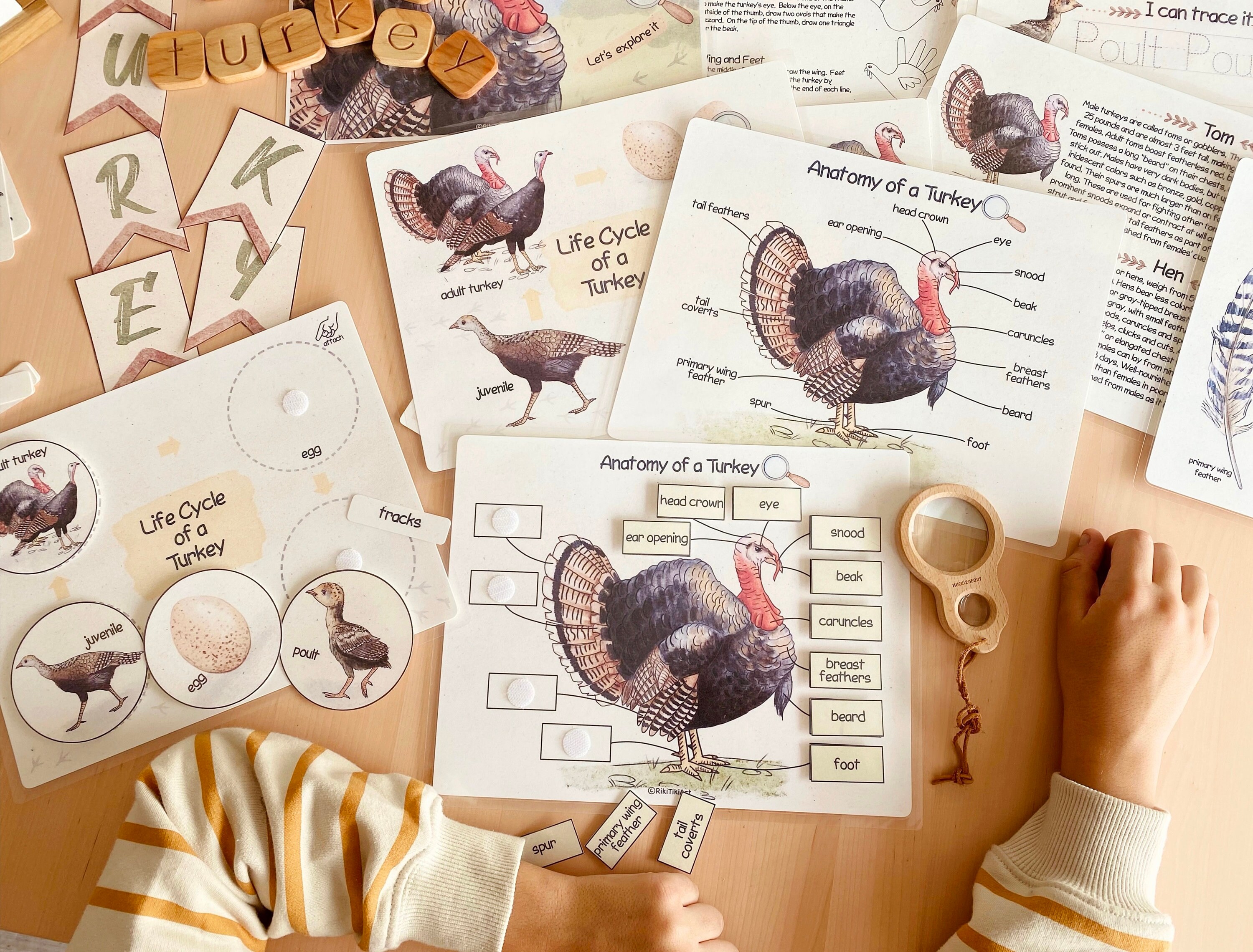 Turkey Unit Study Fall Homeschool Learning Materials Charlotte Mason ...