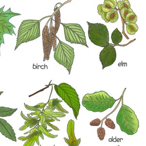 Tree Seeds Poster Homeschool Educational Posters Montessori ...