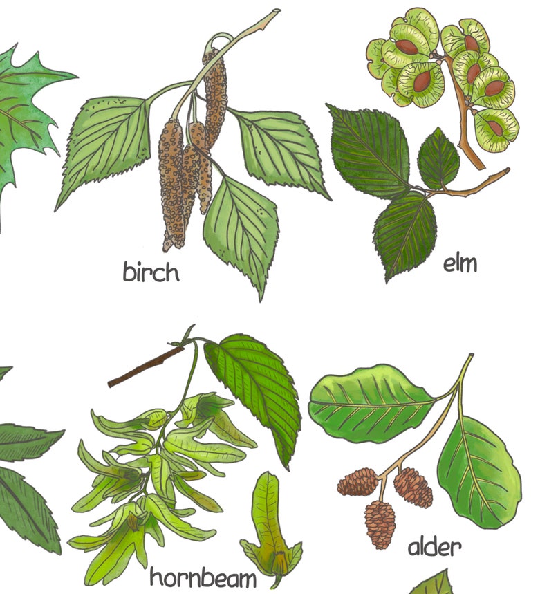 Tree Seeds Poster Homeschool Educational Posters Montessori | Etsy