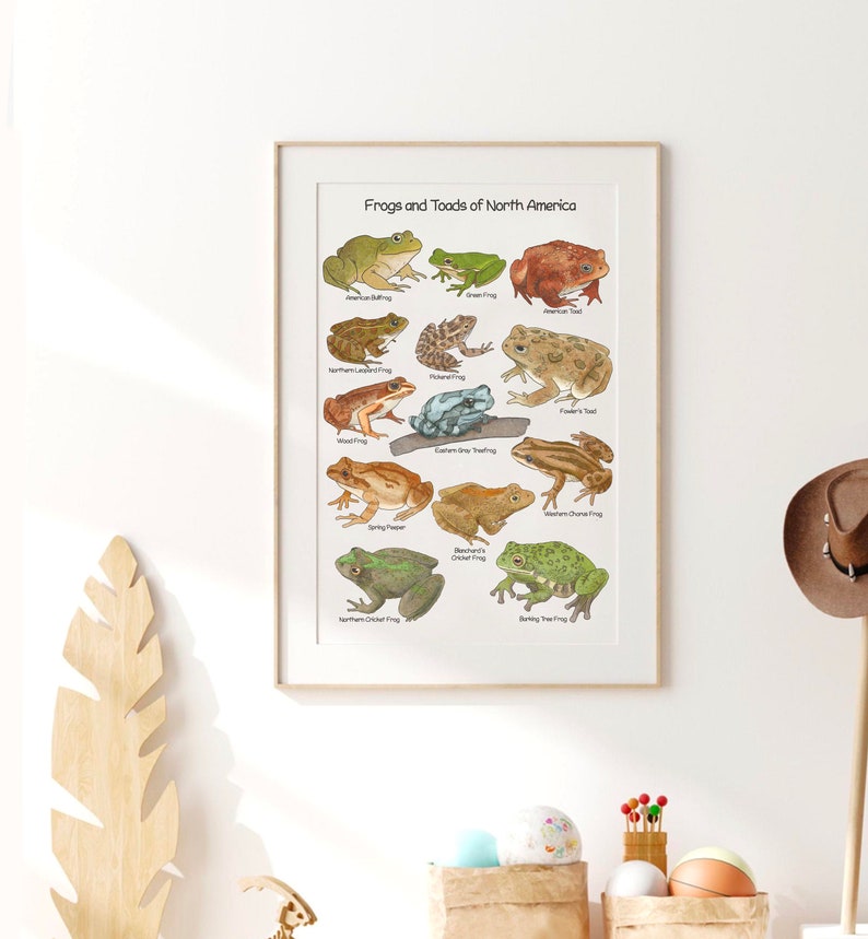 Frogs and Toads of North America Educational Poster Charlotte Mason ...