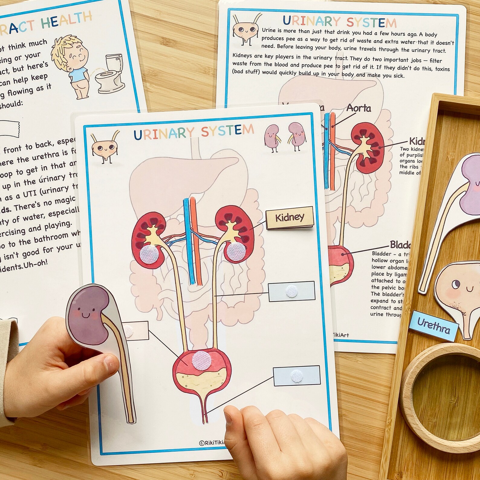 Human Urinary System Learning Bundle Human Body Unit Study - Etsy