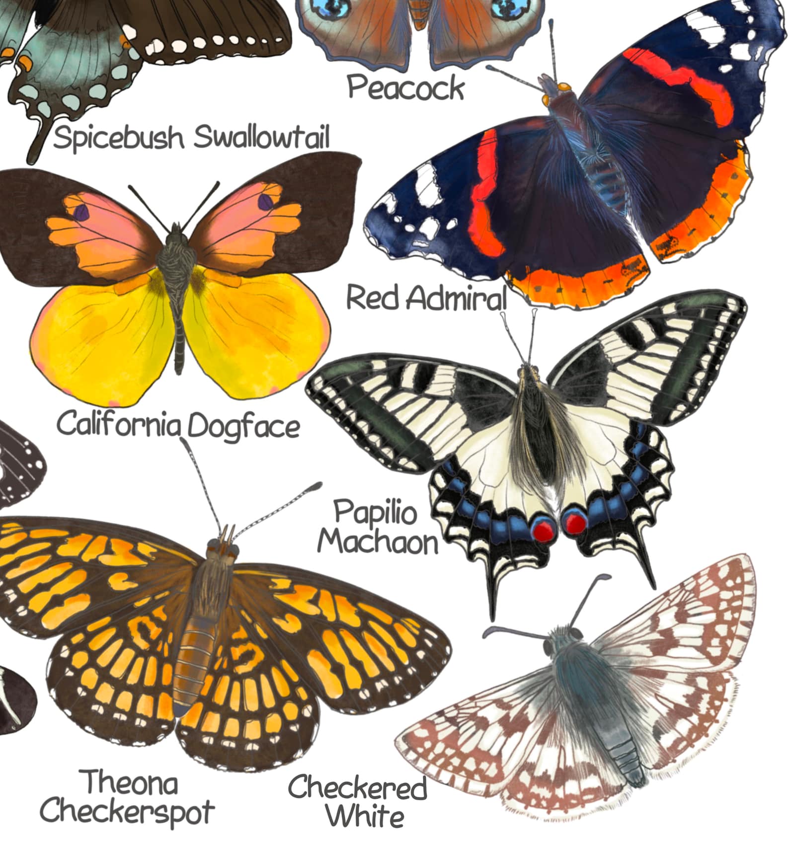 Butterfly Poster Nature Educational Posters Charlotte Mason ...
