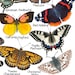Butterfly Poster Nature Educational Posters Charlotte Mason ...