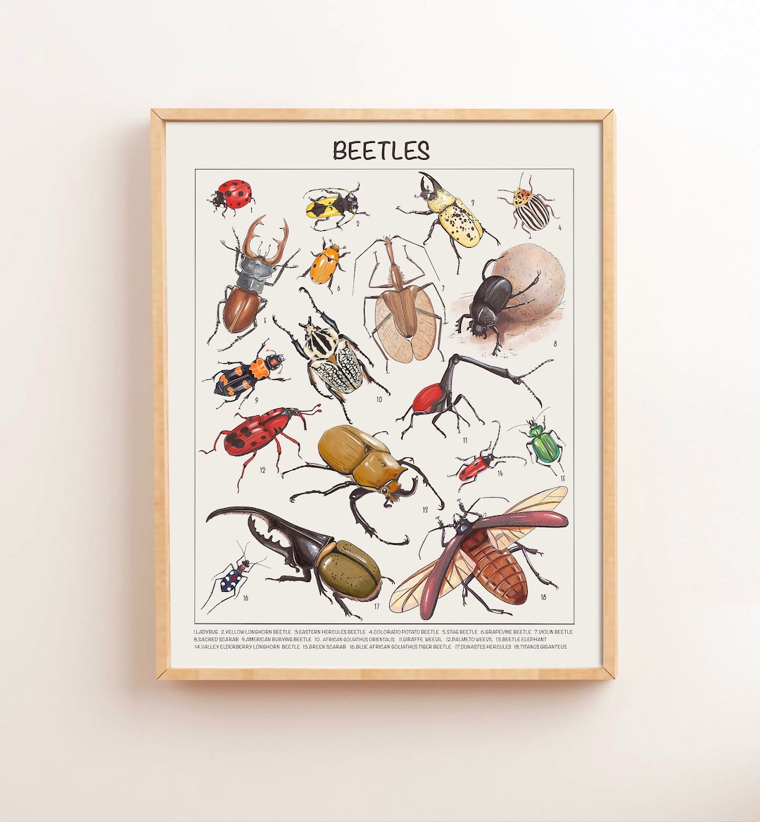 Beetle Educational Posters Homeschool Downloadable Prints Preschool ...
