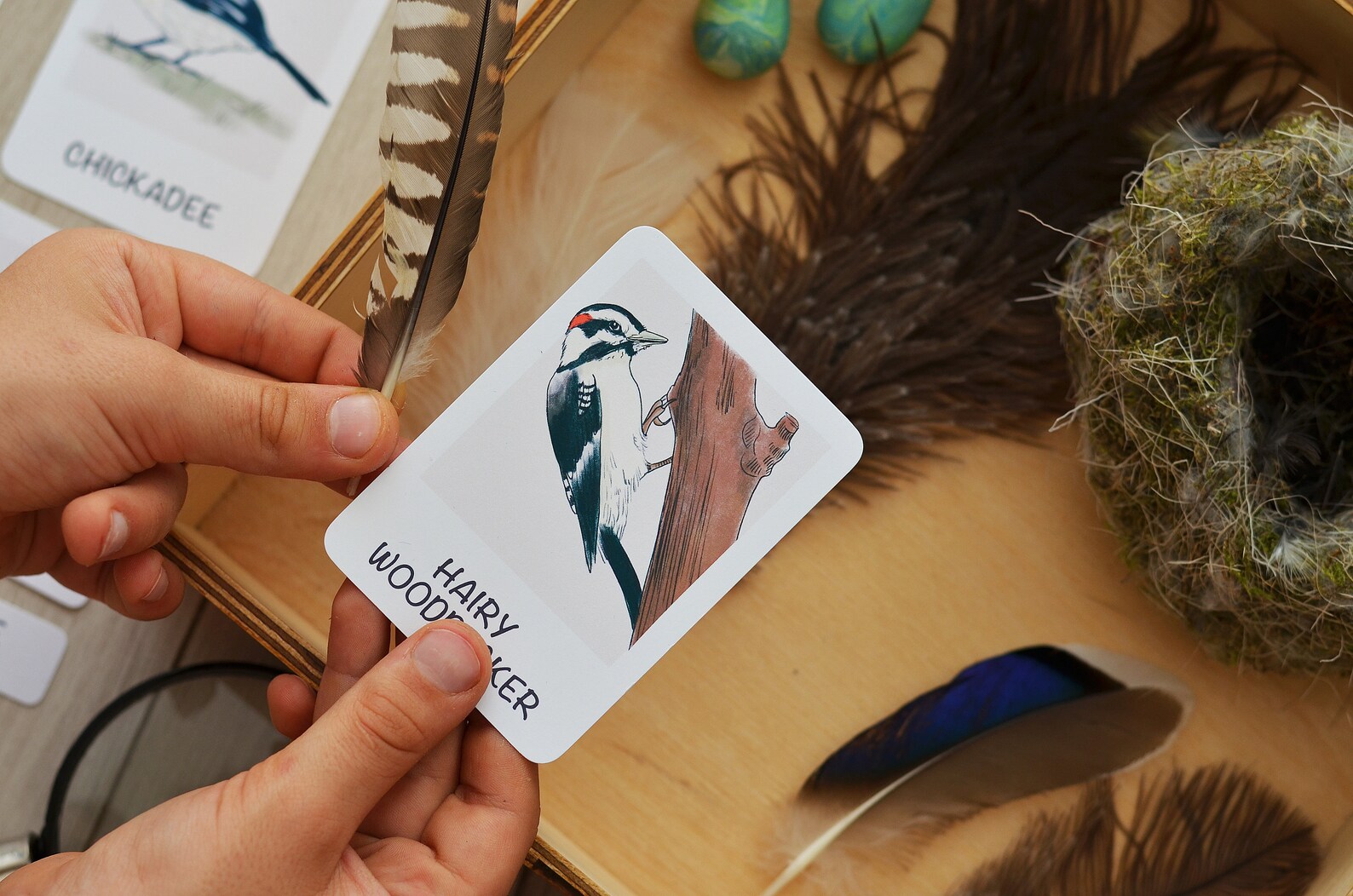 Toddler Flash Cards Backyard Birds Printable Flashcards - Etsy