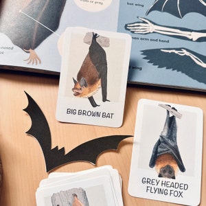 Bats Flash Cards Homeschool Printable Resources Montessori Halloween ...