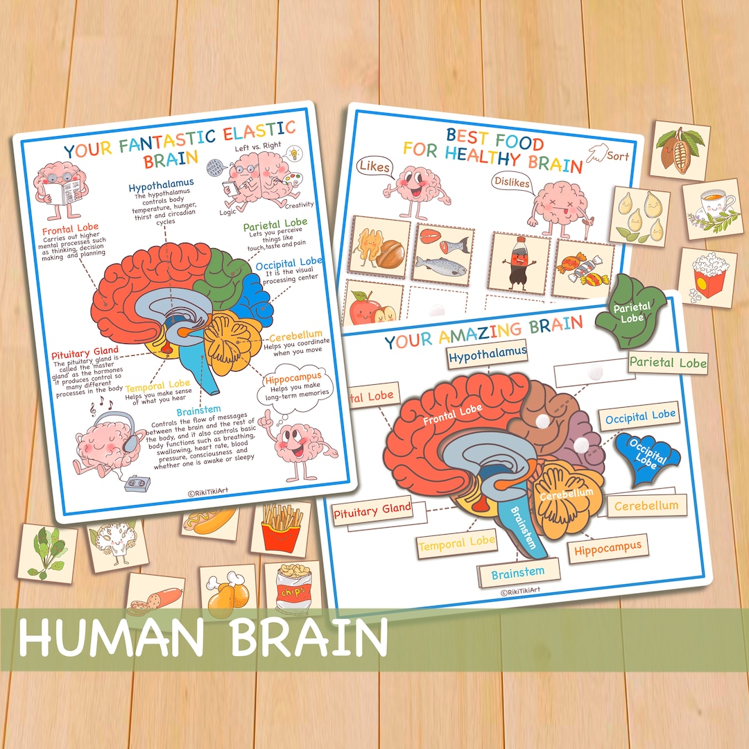 Human Brain Anatomy Bundle, Printable Homeschool Curriculum Preschool ...