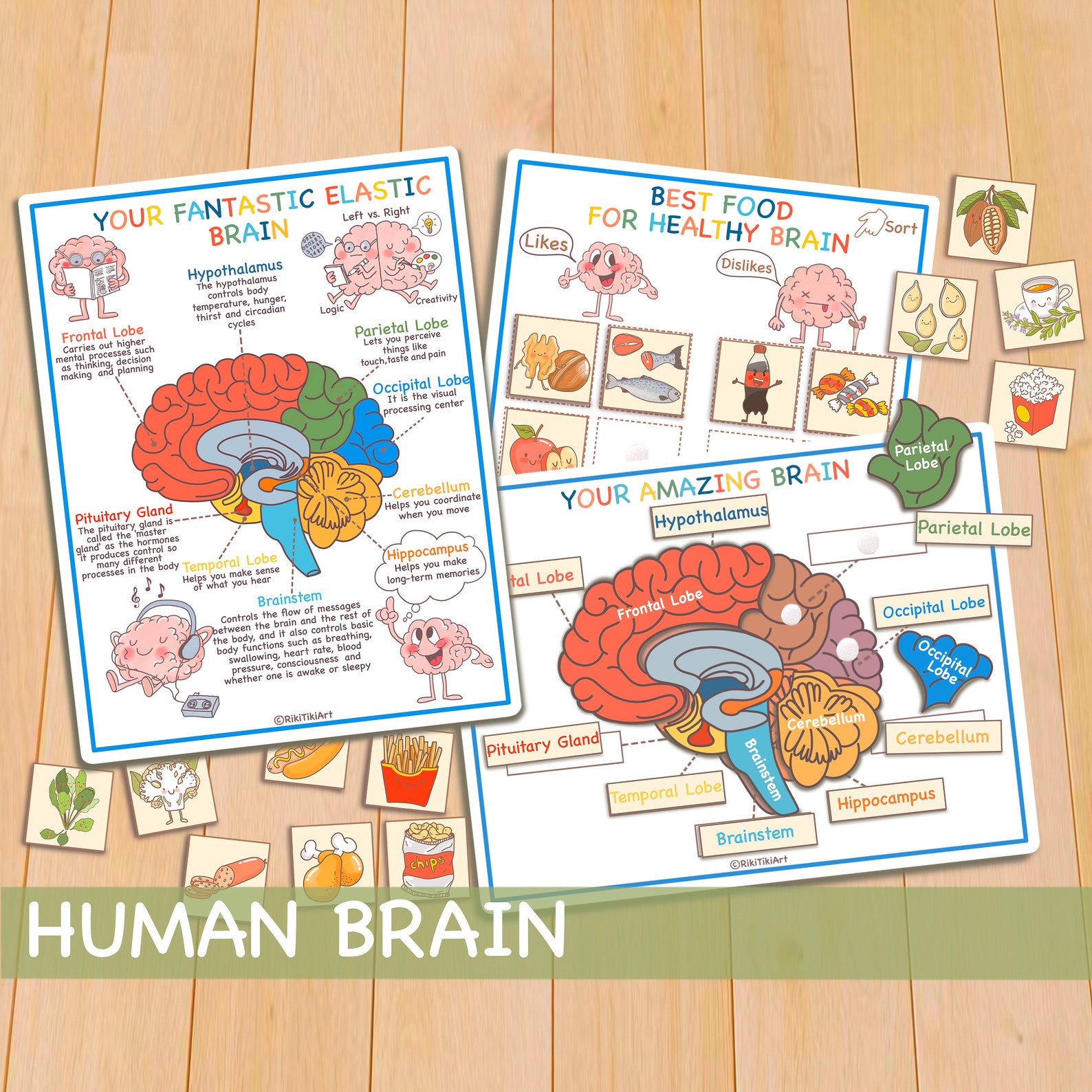 Human Brain Anatomy Bundle Printable Homeschool Curriculum - Etsy