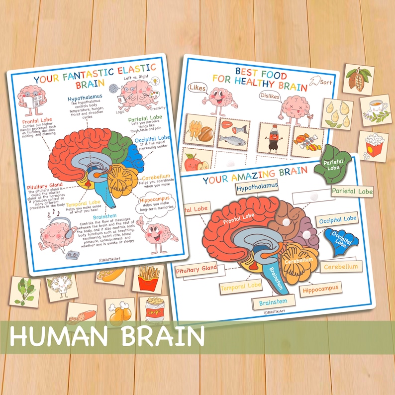 Human Brain Anatomy Bundle Printable Homeschool Curriculum - Etsy