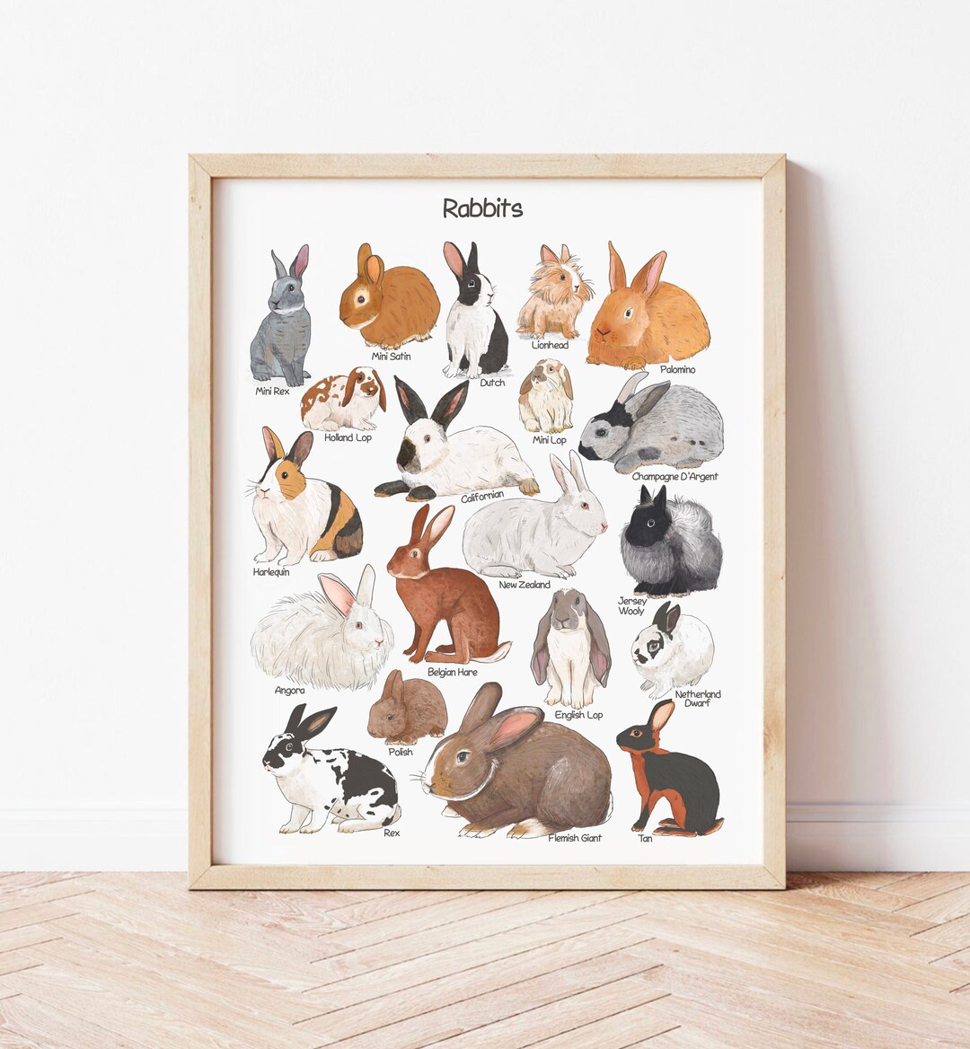 Rabbits Poster Educational Homeschool Decor Bunnies Breeds Watercolor ...