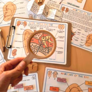 Human Ear Anatomy Bundle Preschool Worksheets Homeschool Human Body ...