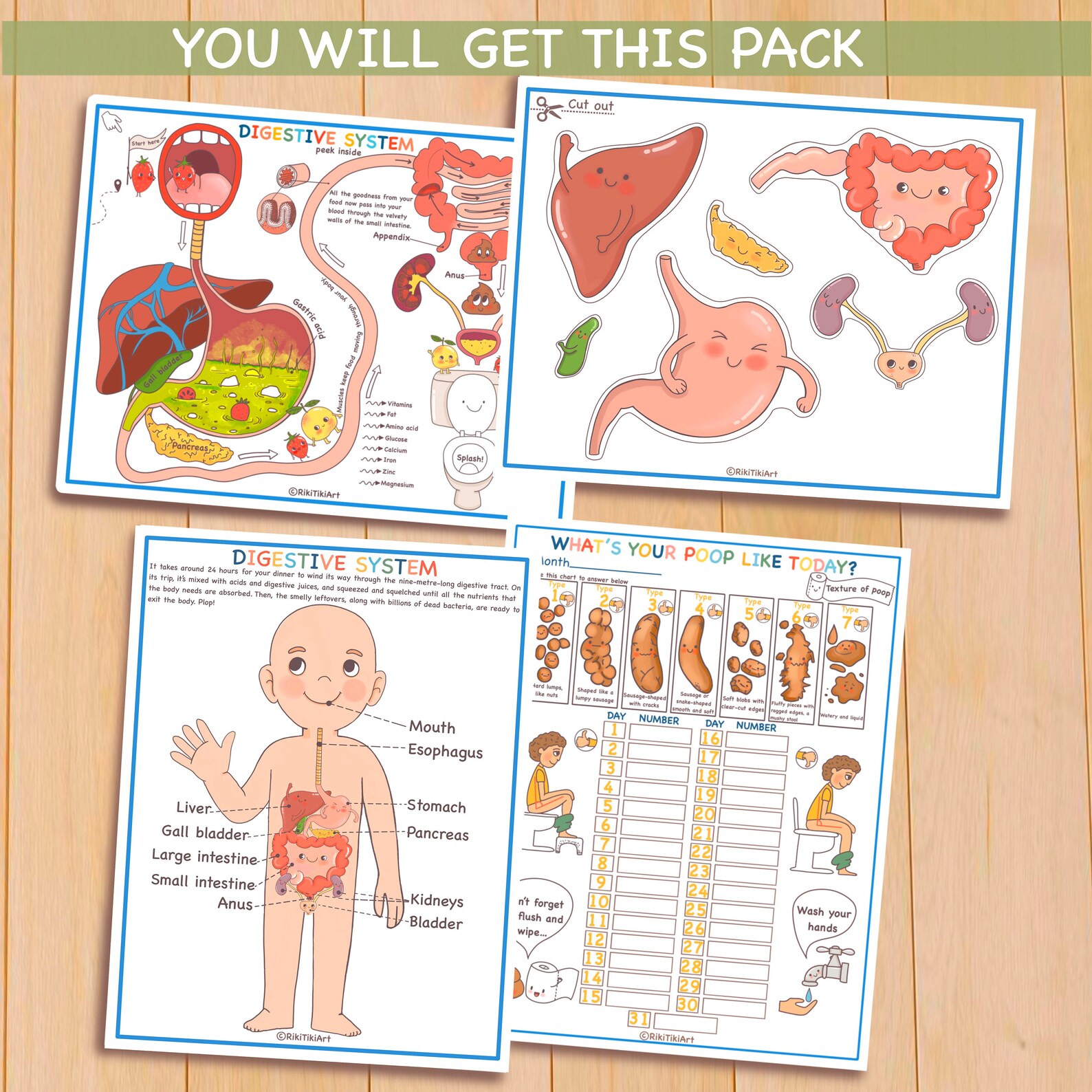 Human Digestive System Anatomy Bundle, About Me Homeschool Curriculum ...