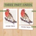 Toddler Flash Cards, Backyard Birds Printable Flashcards, Homeschool ...
