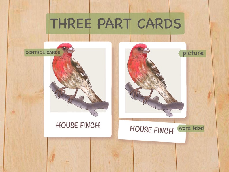 Toddler Flash Cards Backyard Birds Printable Flashcards - Etsy