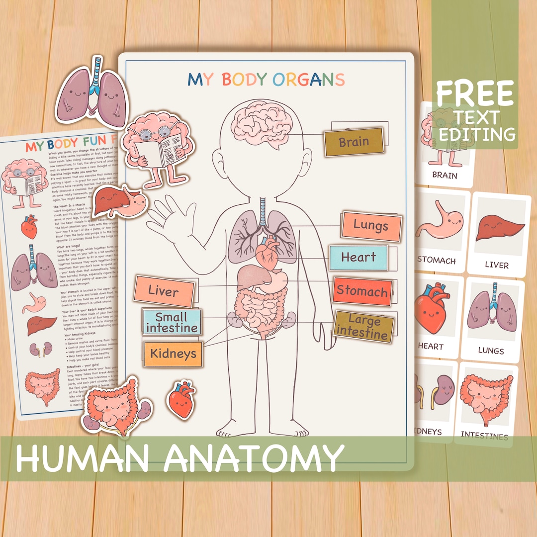 Human Anatomy Activity, Homeschool Montessori Materials, Printable ...