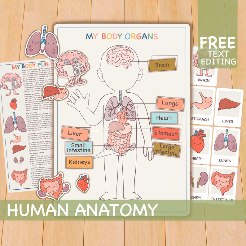 Human Anatomy Activity Homeschool Montessori Materials - Etsy Canada