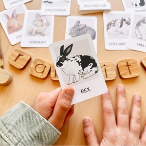 Rabbits Flash Cards Montessori Printable Homeschool Resources Nature ...