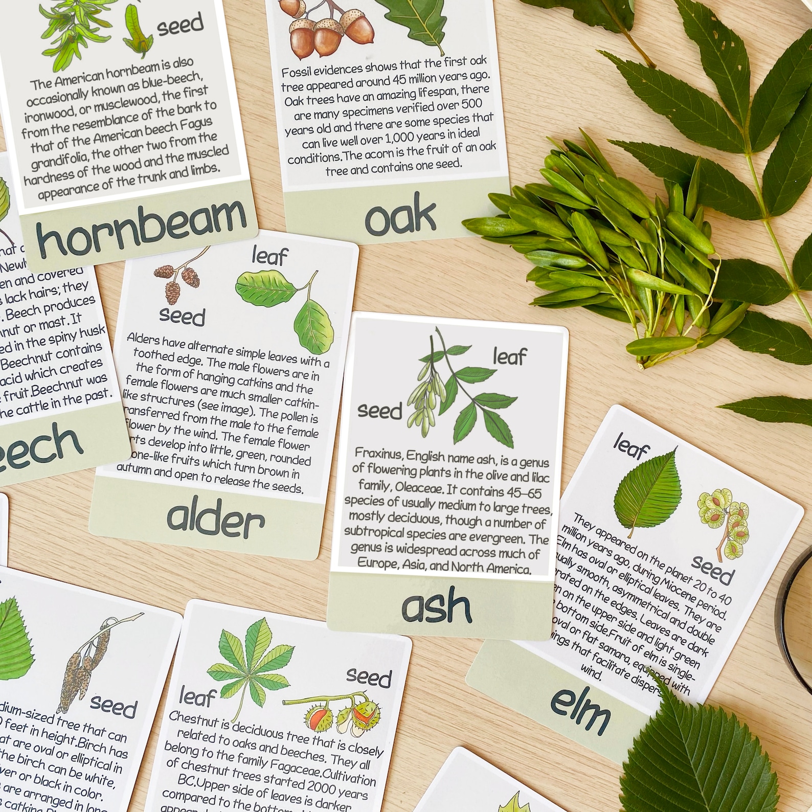 Leaf and Seed ID Cards Charlotte Mason Nature Study Preschool ...