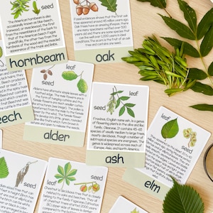 Leaf and Seed ID Cards Charlotte Mason Nature Study Preschool ...