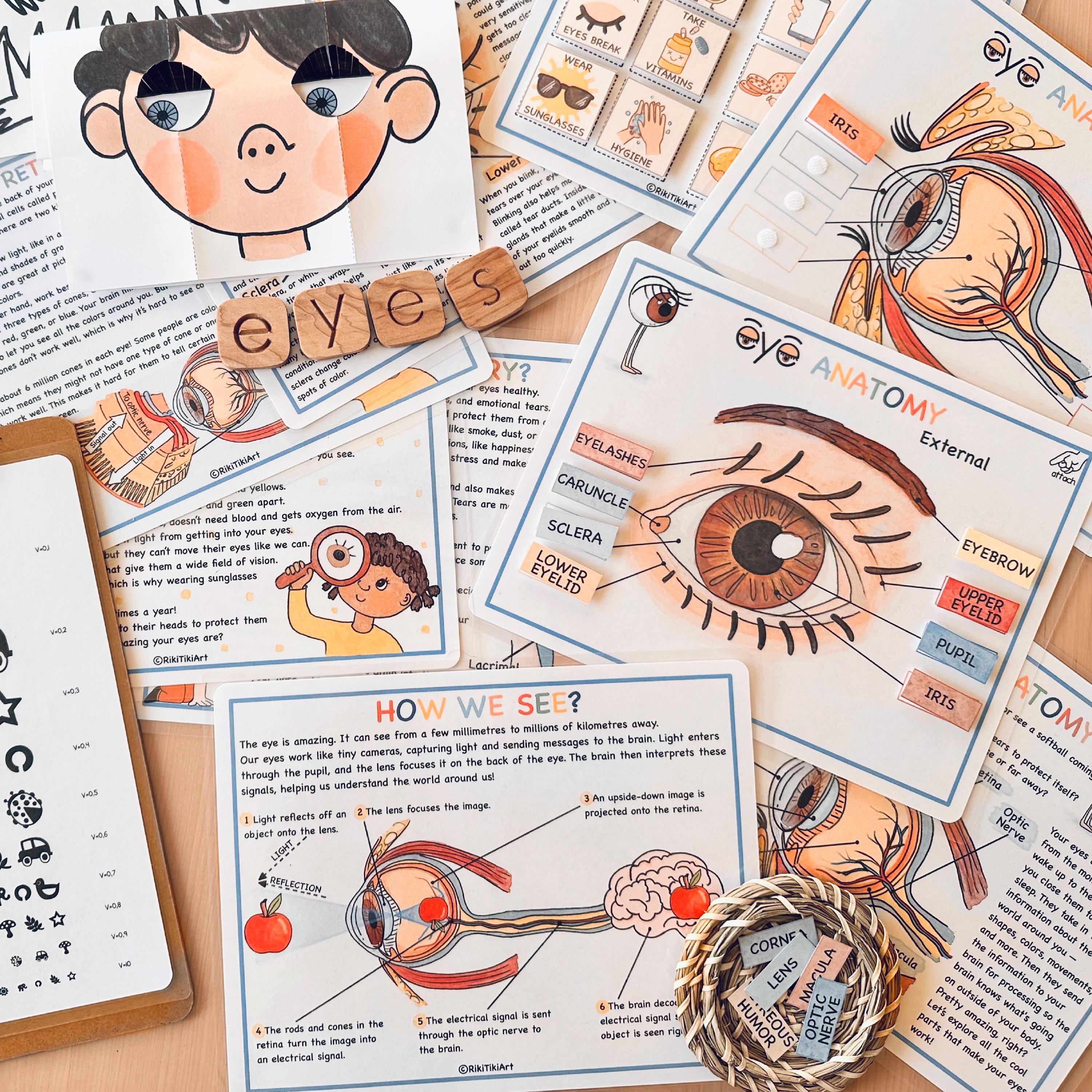 Human Eye Anatomy Bundle for Kids Human Body Parts, Human Anatomy ...