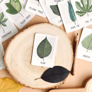 Leaves Flash Cards Leaf Identification Montessori Education Homeschool ...