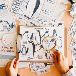 Penguins Unit Study Winter Homeschool Learning Materials Charlotte ...