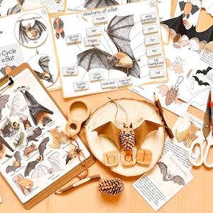 Bats Unit Study Homeschool Fall Activities Bat Anatomy & Life Cycle ...