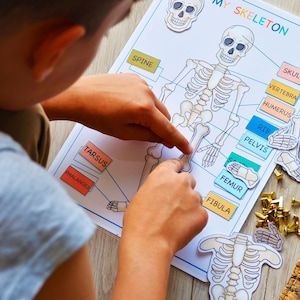 Human Anatomy BUNDLE - Systems Organs Parts of the Body, Anatomy Busy ...