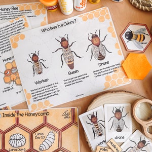 Honey Bee Unit Study Homeschool Summer Activities Bee Life Cycle ...