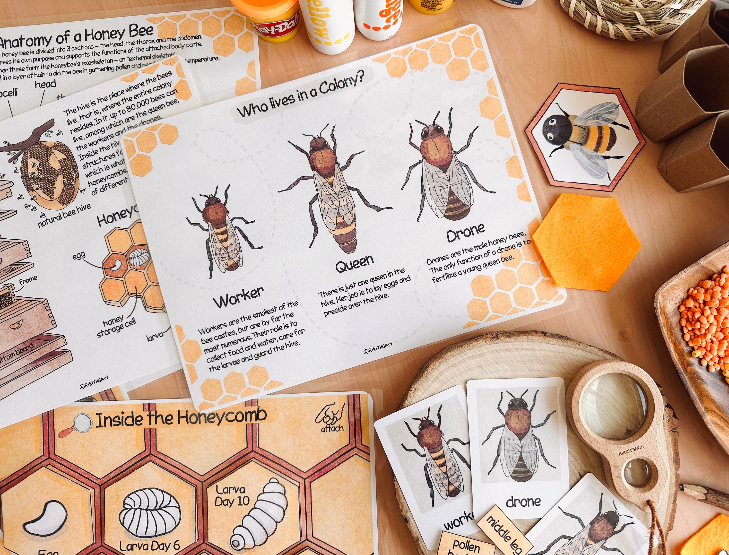 Honey Bee Unit Study Homeschool Summer Activities Bee Life Cycle ...