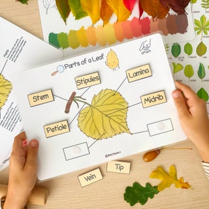 Leaves Unit Study Bundle Anatomy of a Leaf Charlotte Mason Nature Study ...
