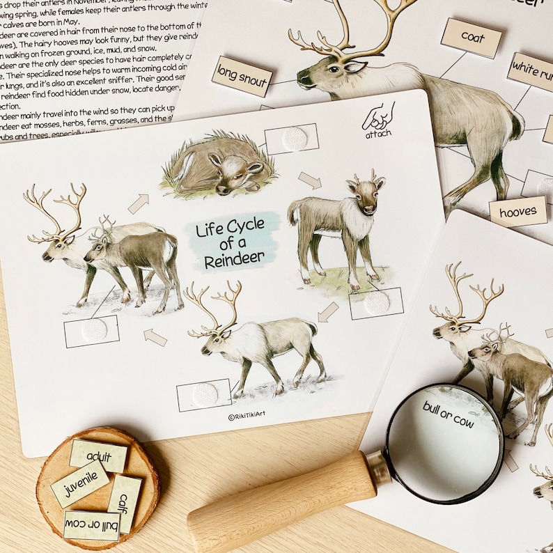 Reindeer Unit Study Homeschool Learning Materials Charlotte - Etsy