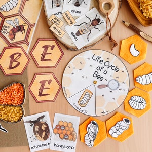 Honey Bee Unit Study Homeschool Summer Activities Bee Life Cycle ...