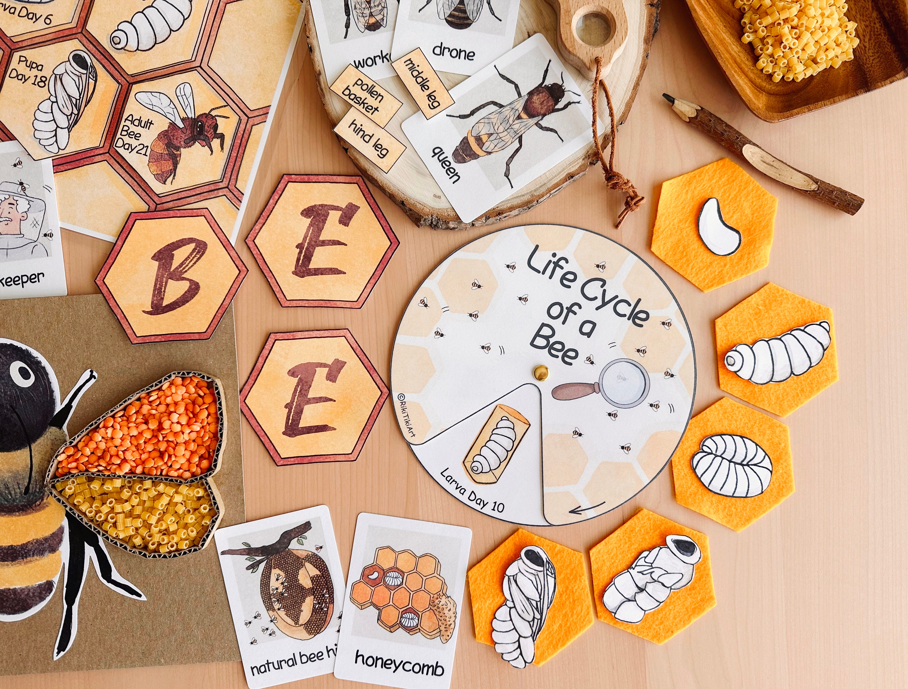 Honey Bee Unit Study Homeschool Summer Activities Bee Life Cycle ...