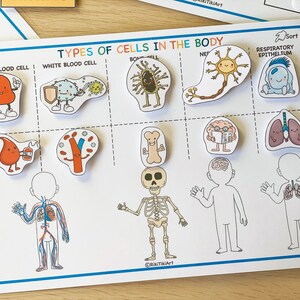 Hyman Body Cell Preschool Activities, Printable Homeschool Anatomy ...