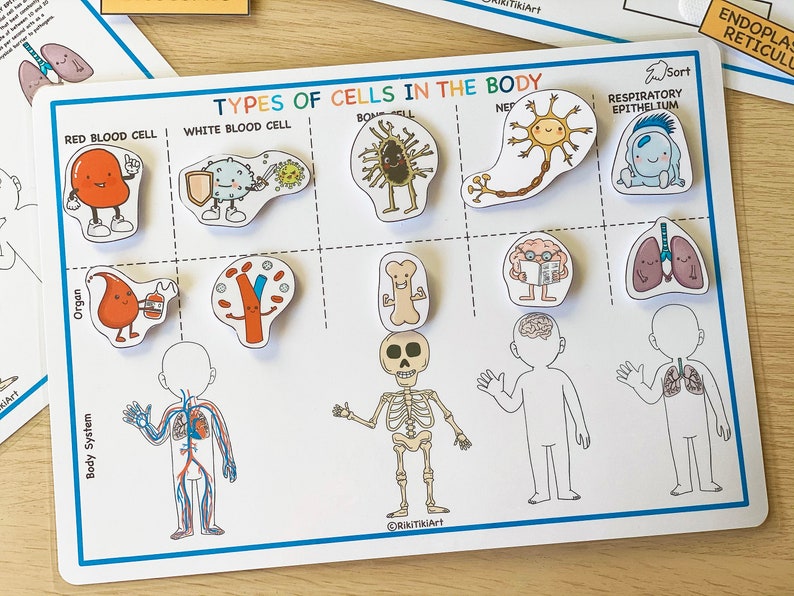 Hyman Body Cell Preschool Activities, Printable Homeschool Anatomy ...