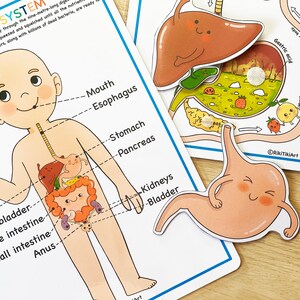 Human Digestive System Anatomy Bundle, About Me Homeschool Curriculum ...