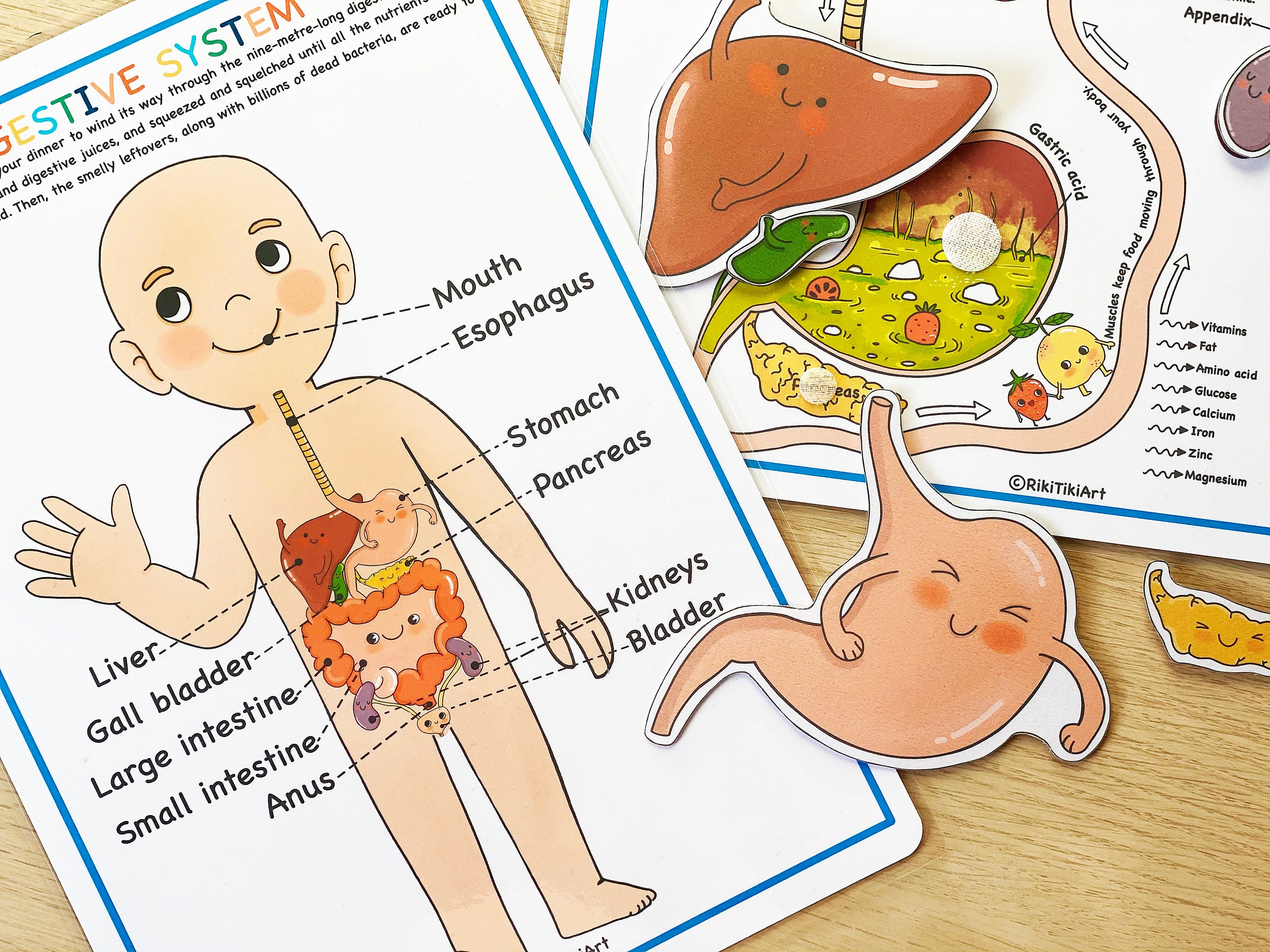 Human Digestive System Anatomy Bundle, About Me Homeschool Curriculum ...